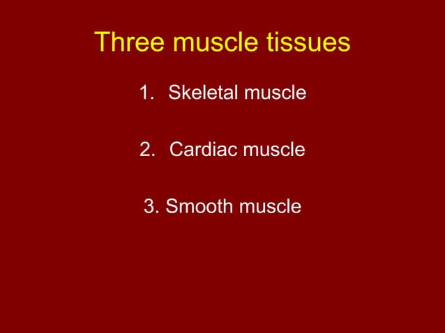 HISTOLOGY CH11 MUSCLE TISSUE | PPT