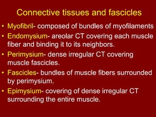 HISTOLOGY CH11 MUSCLE TISSUE | PPT
