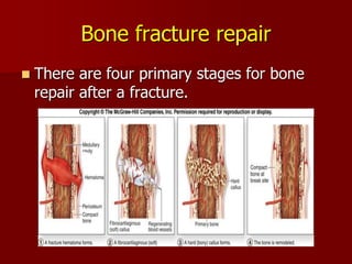 BIOL 2304 Chapter 6-2.ppt