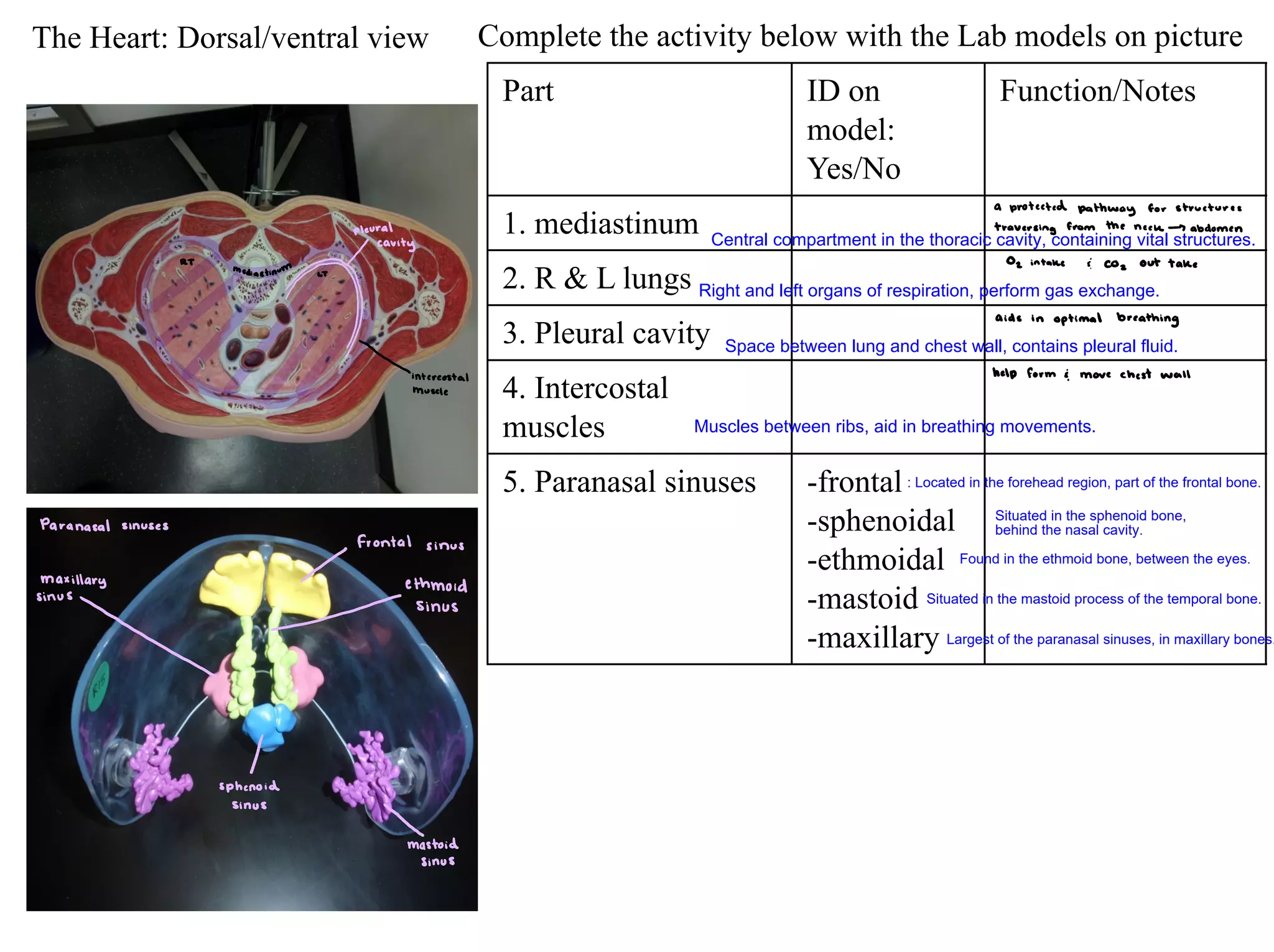 BIOL 2402 Practical 3 Respiratory system..pdf