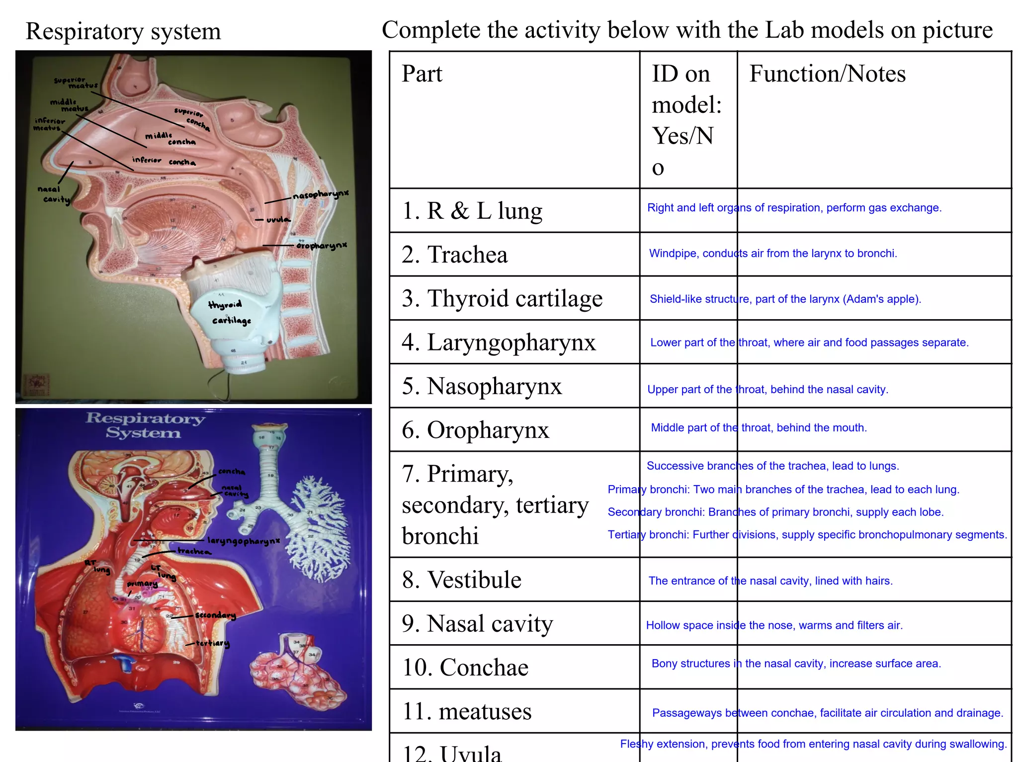 BIOL 2402 Practical 3 Respiratory system..pdf