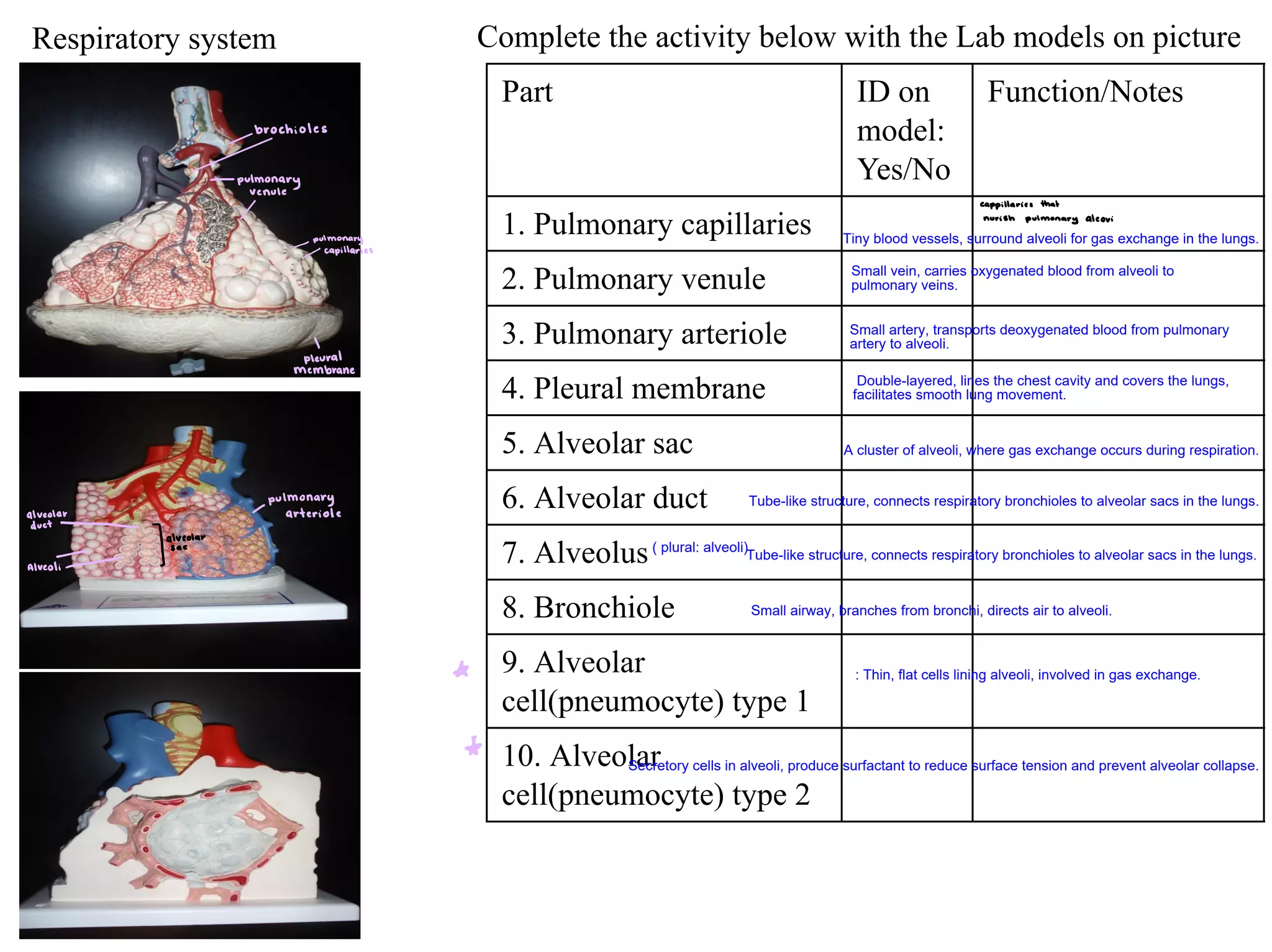 BIOL 2402 Practical 3 Respiratory system..pdf