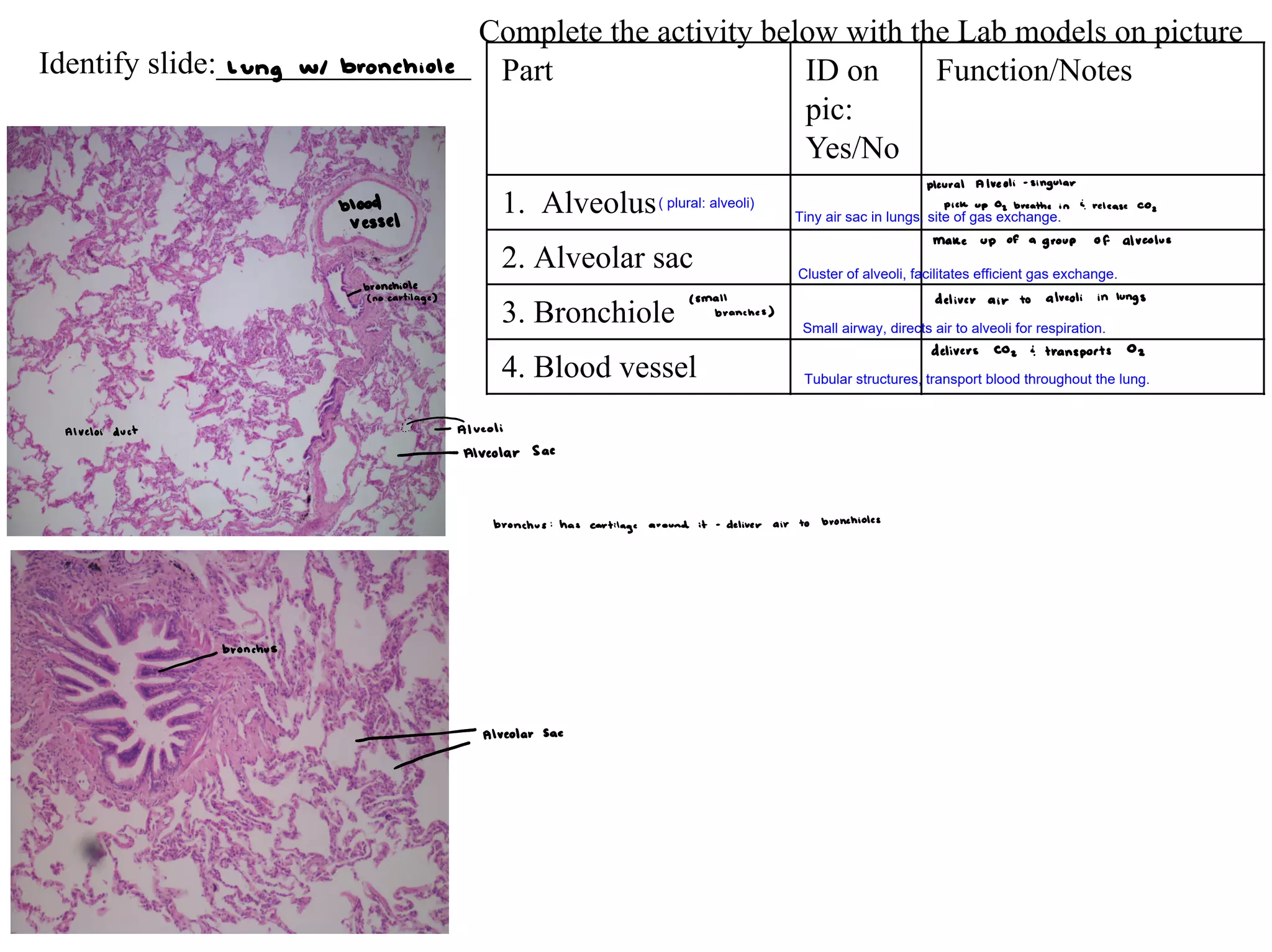 BIOL 2402 Practical 3 Respiratory system..pdf