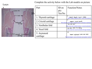 BIOL 2402 Practical 3 Respiratory system..pdf