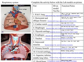 BIOL 2402 Practical 3 Respiratory system..pdf