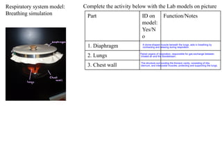 BIOL 2402 Practical 3 Respiratory system..pdf