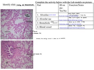 BIOL 2402 Practical 3 Respiratory system..pdf