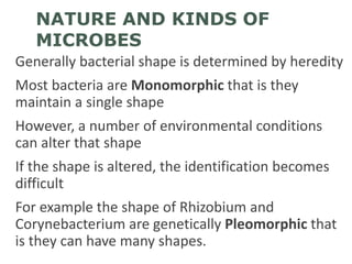 Anatomy of Microbiology Presentation slides | PDF