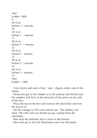 Biol 390 – Lab 8 Restriction Digest and Gel Electrophoresis .docx