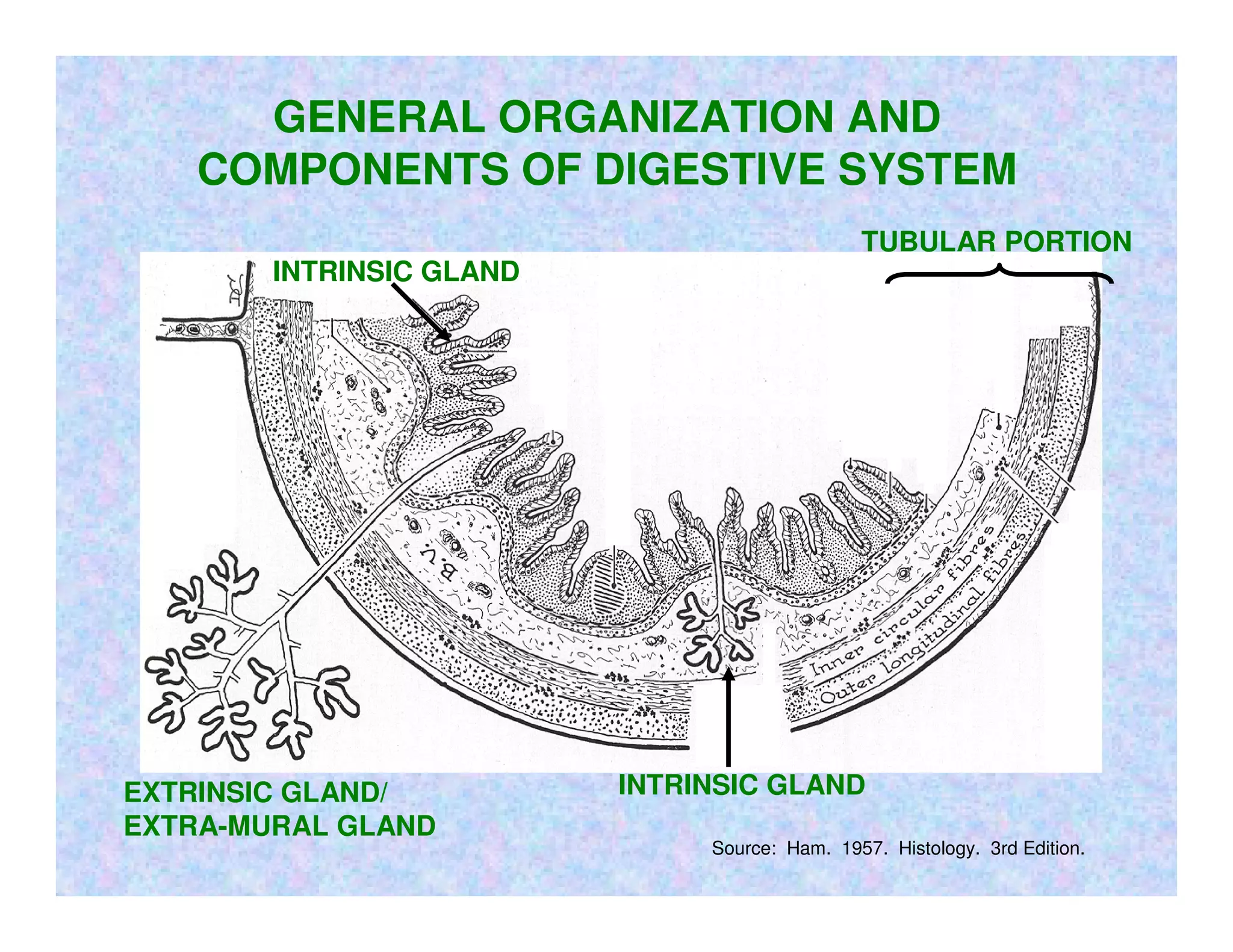 Biol 432 pp digestive glands | PPT
