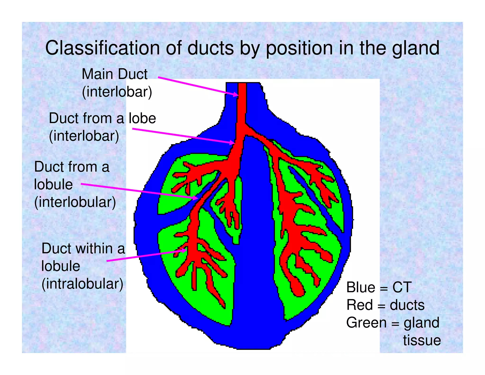 Biol 432 pp digestive glands | PDF