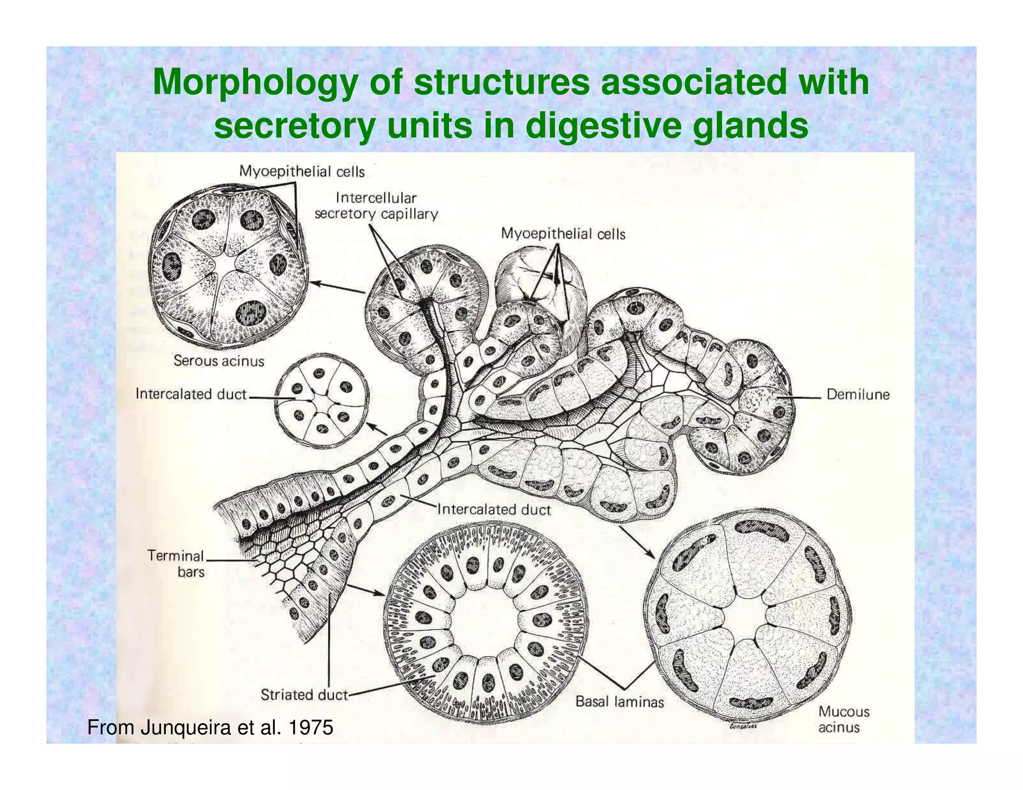 Biol 432 pp digestive glands | PDF