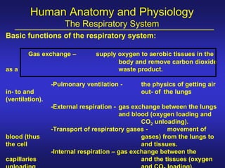 Human Anatomy&Physiology Respiratory S. | PPT