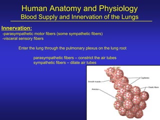 Human Anatomy&Physiology Respiratory S. | PPT