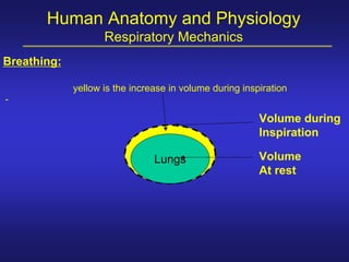 Human Anatomy&Physiology Respiratory S. | PDF