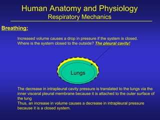 Human Anatomy&Physiology Respiratory S. | PDF