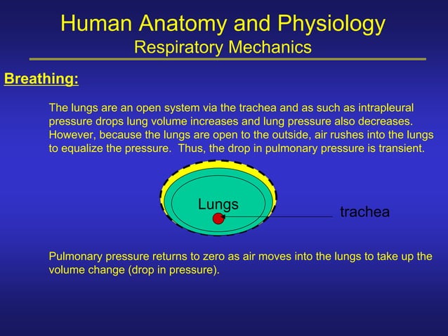 Human Anatomy&Physiology Respiratory S. | PPT