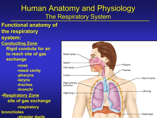 Human Anatomy&Physiology Respiratory S. | PPT