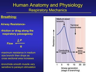 Human Anatomy&Physiology Respiratory S. | PDF