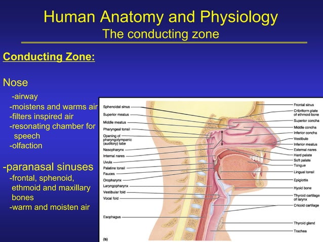 Human Anatomy&Physiology Respiratory S. | PPT