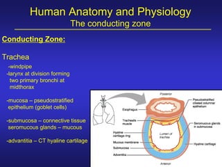 Human Anatomy&Physiology Respiratory S. | PPT