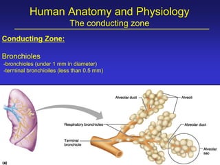 Human Anatomy&Physiology Respiratory S. | PPT