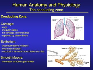 Human Anatomy&Physiology Respiratory S. | PPT