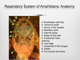 Bio 22 Lab Respiratory System | PPTX