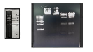 Restriction Digestion of DNA and DNA Length Estimation by Gel ...
