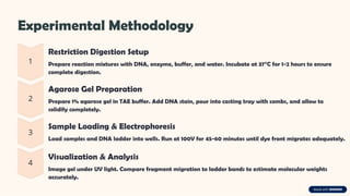 Restriction Digestion of DNA and DNA Length Estimation by Gel ...