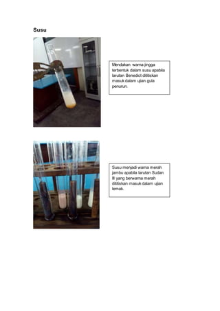 Bio laporan amali ujian makanan | DOCX