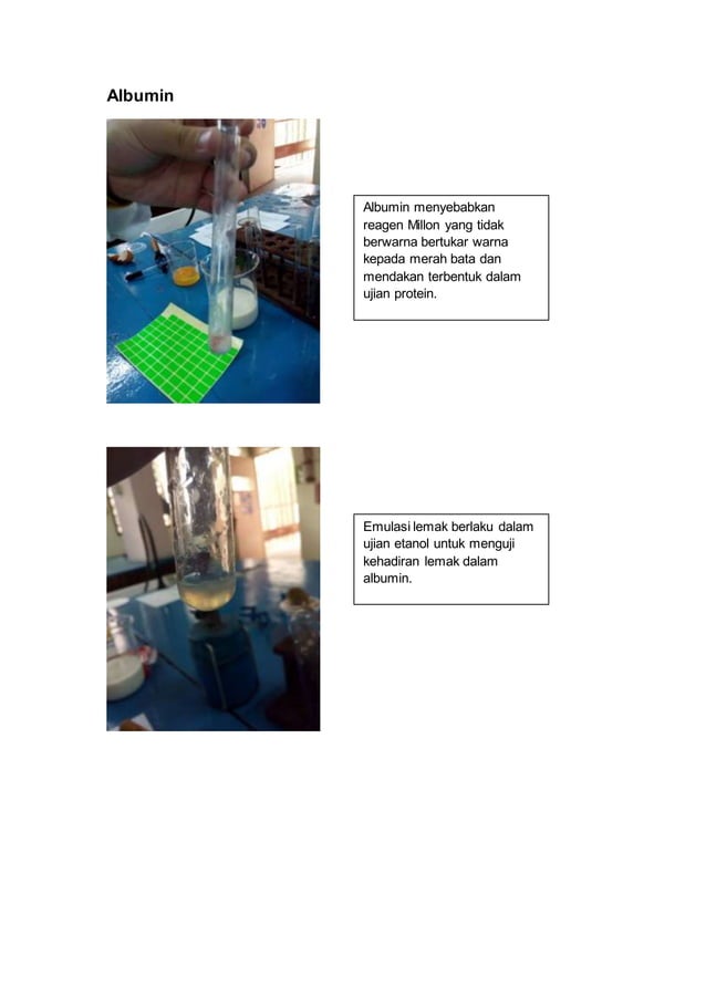 Bio laporan amali ujian makanan | DOCX