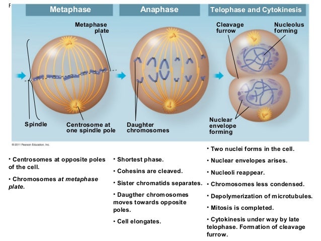 The Cell Cycle