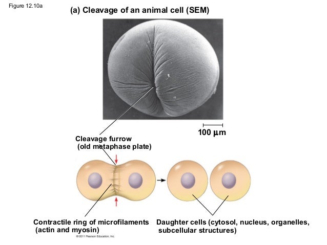 The Cell Cycle