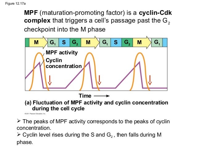 The Cell Cycle