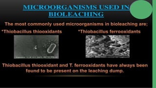 Bioleaching | PPT