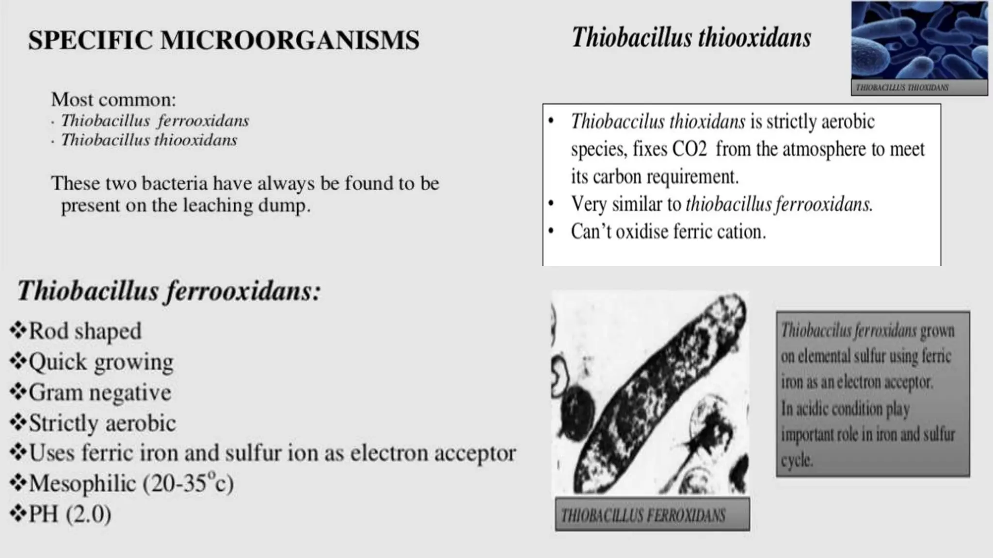 Bioleaching | PPTX