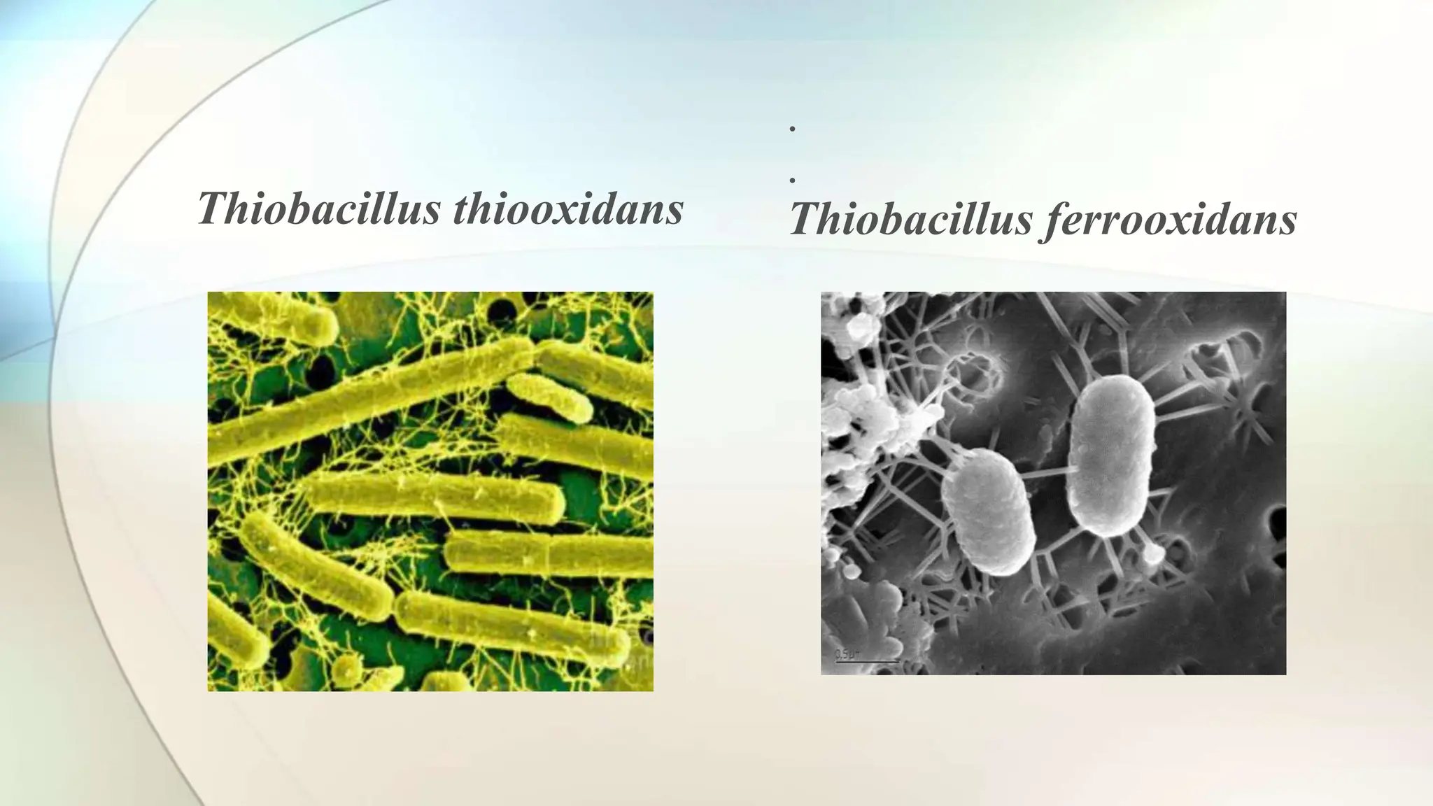 BIOLEACHING.pptx MICROBIAL LEACHING, RECYCLING TECHNIQUES | PPTX