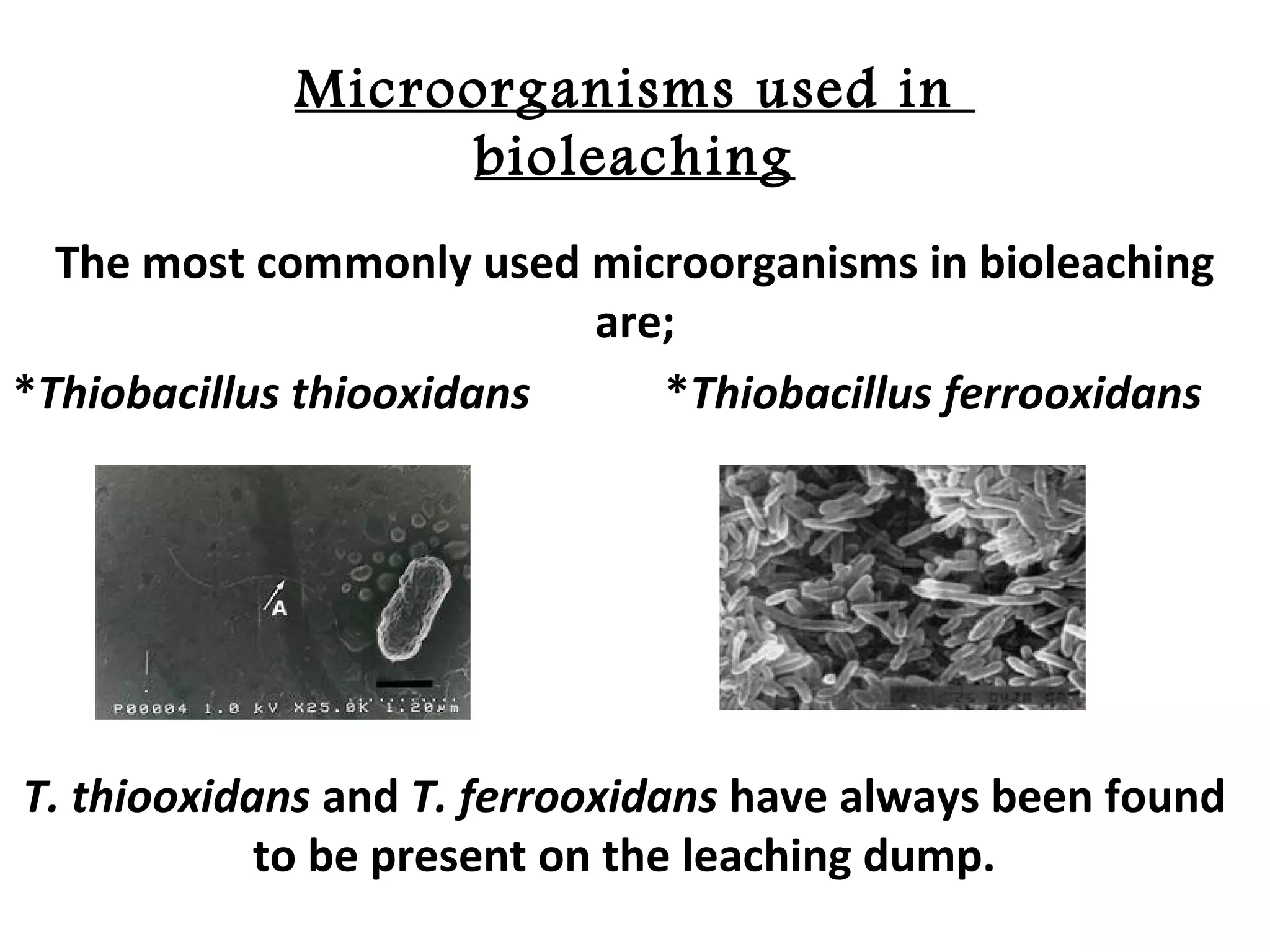 Bioleaching its technique and applications | PPT