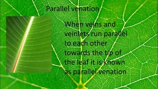 Bio leaf by Joel R | PPT