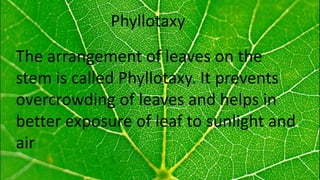 Bio leaf by Joel R | PPT