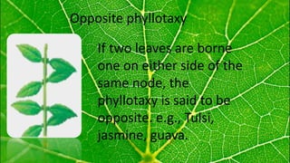 Bio leaf by Joel R | PPTX