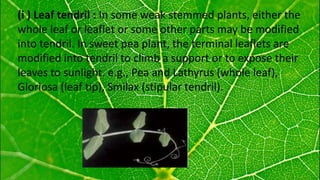 Bio leaf by Joel R | PPT