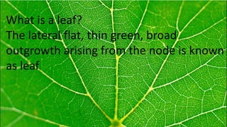 Bio leaf by Joel R | PPTX