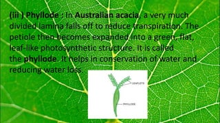 Bio leaf by Joel R | PPT