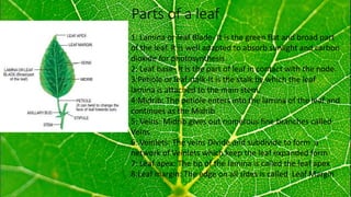 Bio leaf by Joel R | PPTX