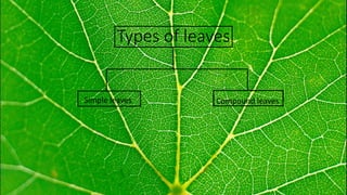 Bio leaf by Joel R | PPTX