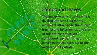 Bio leaf by Joel R | PPT