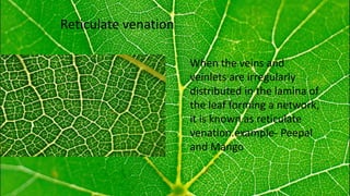 Bio leaf by Joel R | PPT