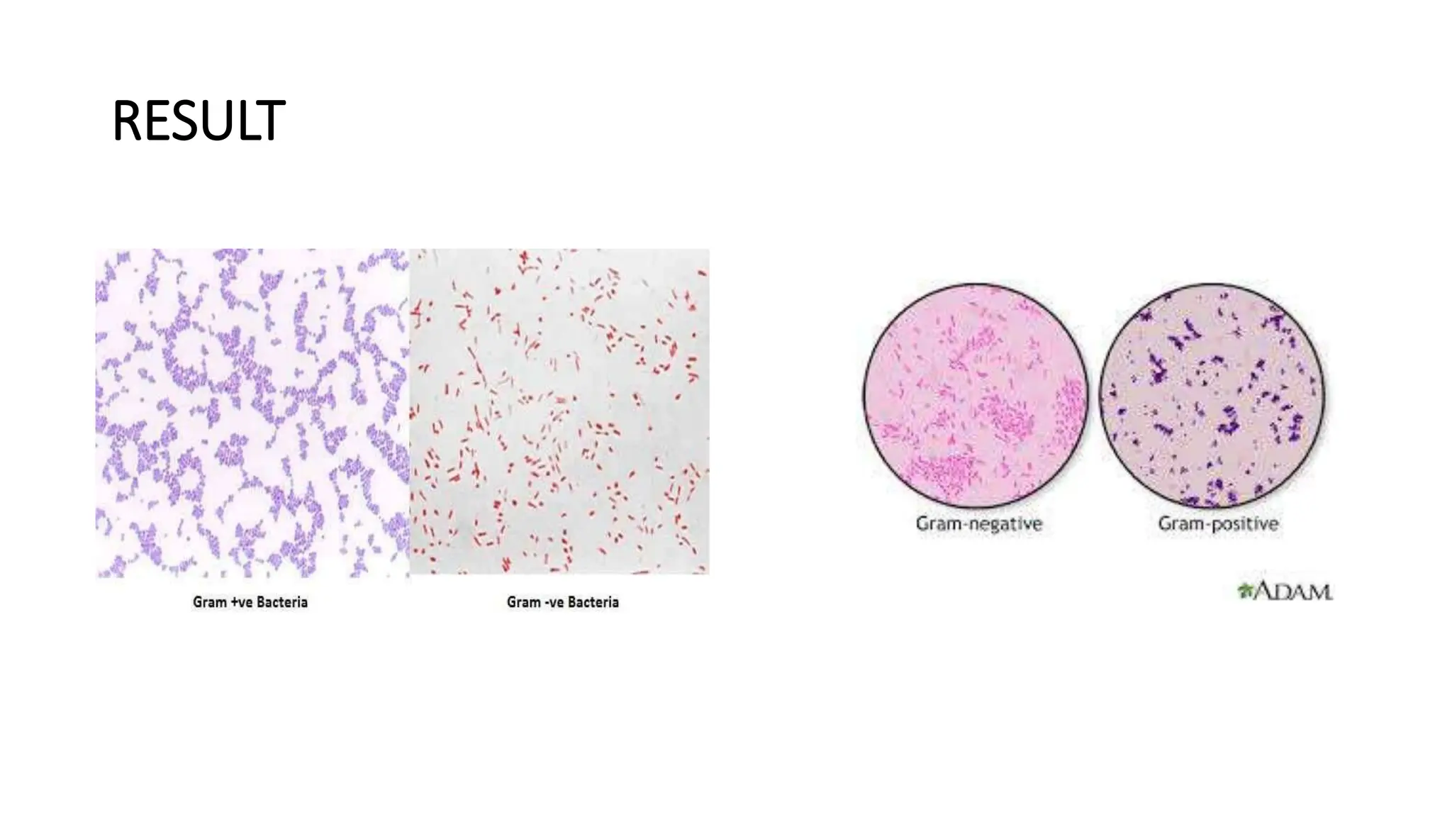 Bioline lab PRESENTATION.pptx das das . | PPT